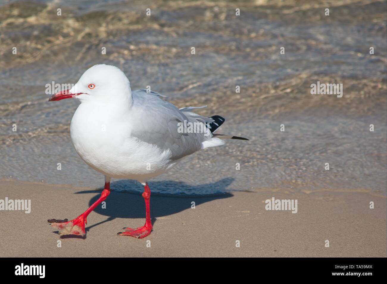 Australian seagulls hi-res stock photography and images - Alamy