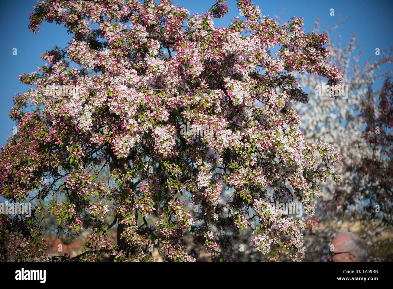 A big rosy blooming tree in a day light. Mid shot Stock Photo - Alamy