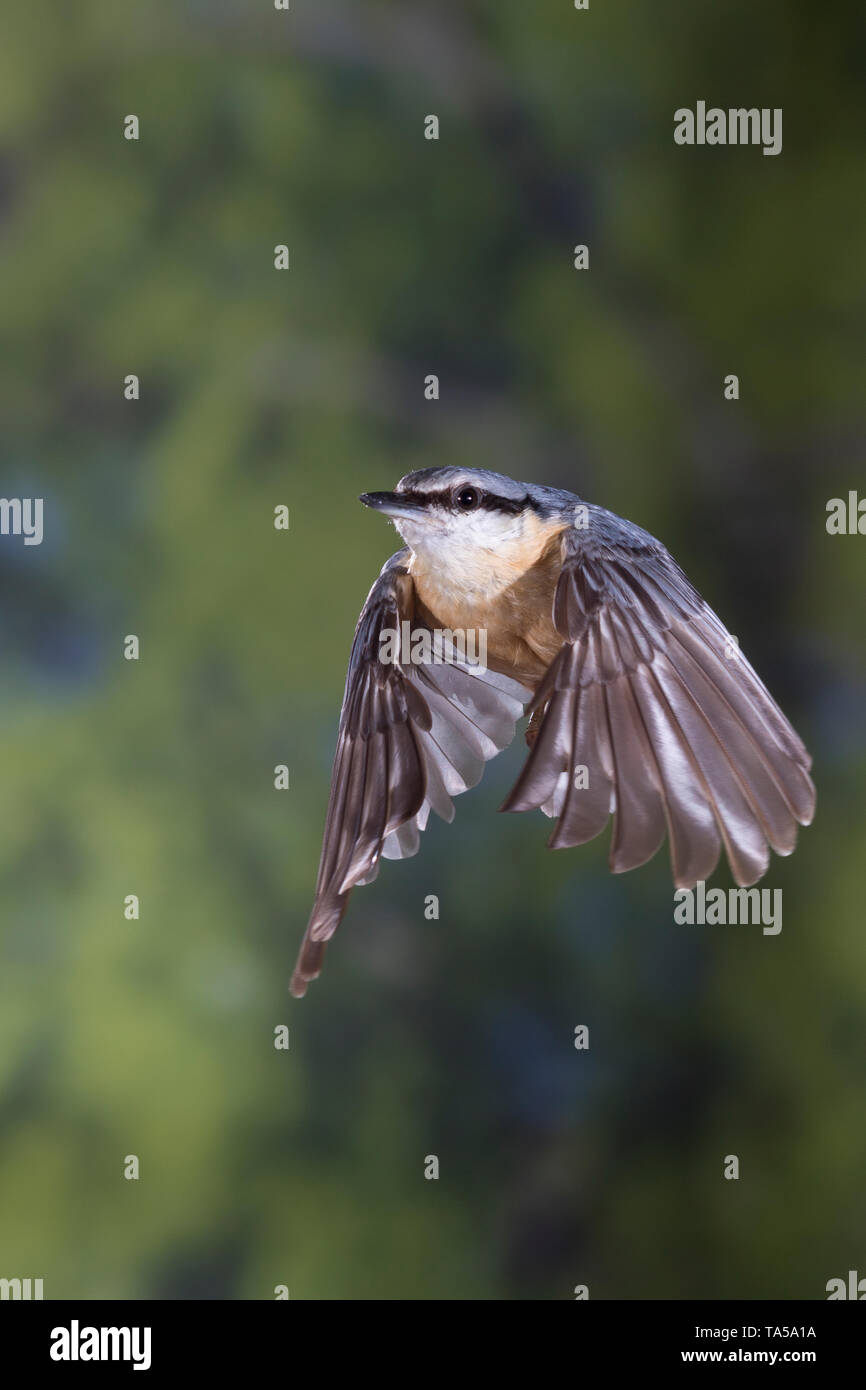 Kleiber, Spechtmeise, im Flug, Flugbild, fliegend, Sitta europaea ...