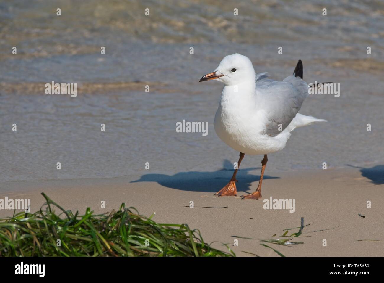 Australian seagull hi-res stock photography and images - Alamy