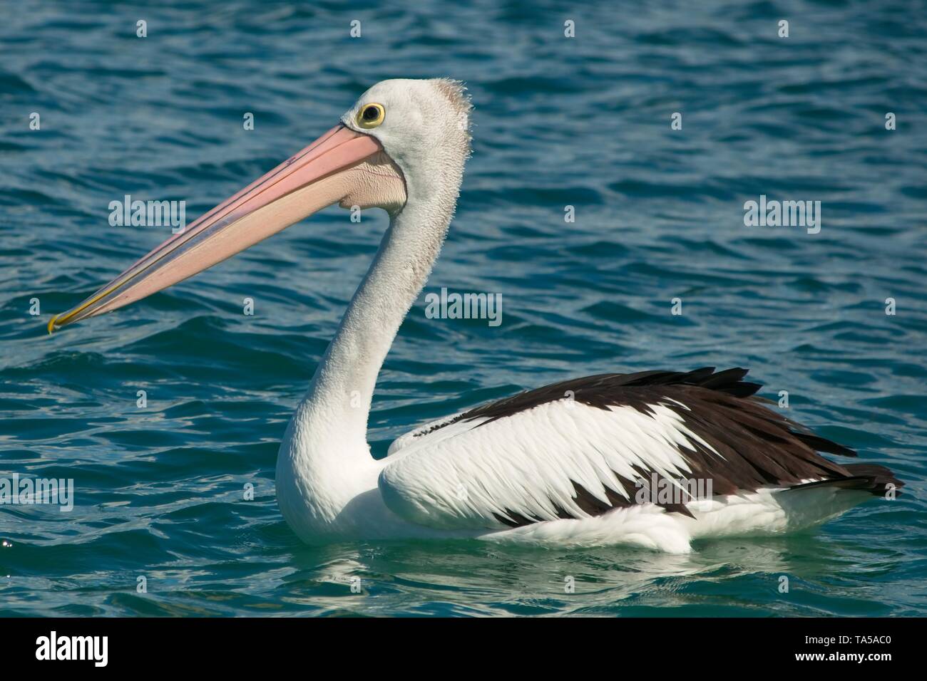 Closeup of australian pelican swimming close to shore Stock Photo - Alamy
