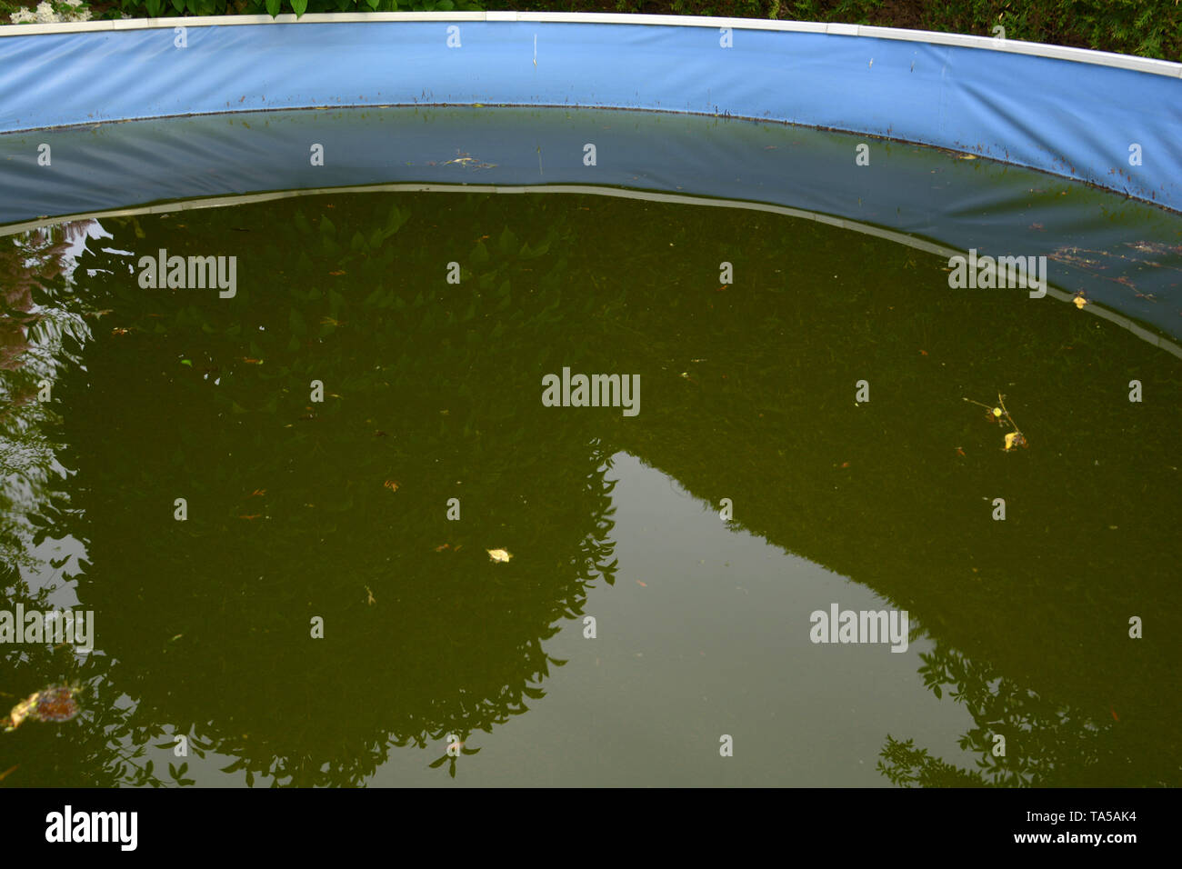 unkempt frame swimming pool with green colored water due to algae and ...