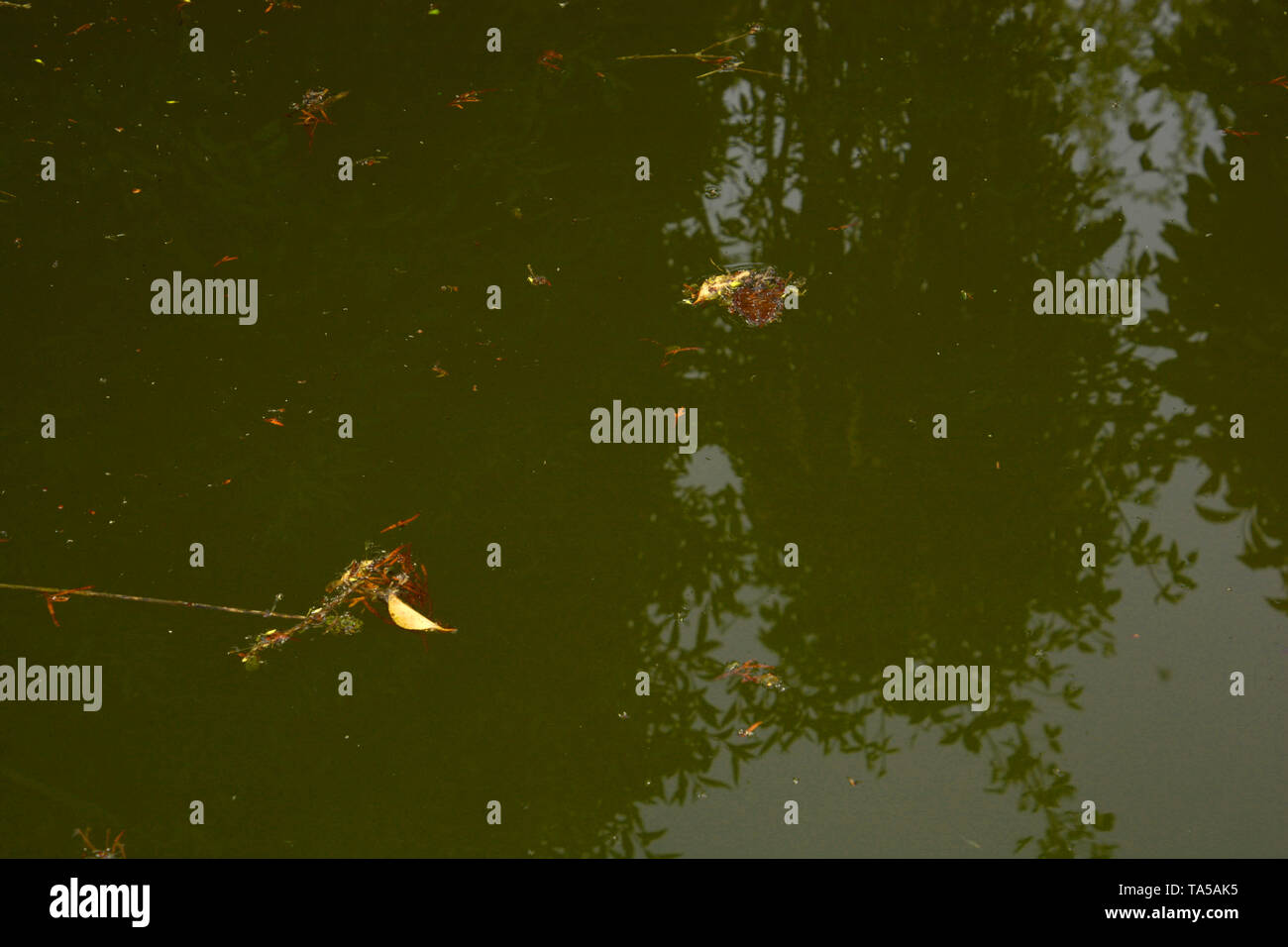 Dirty Swimming Pool High Resolution Stock Photography and Images - Alamy