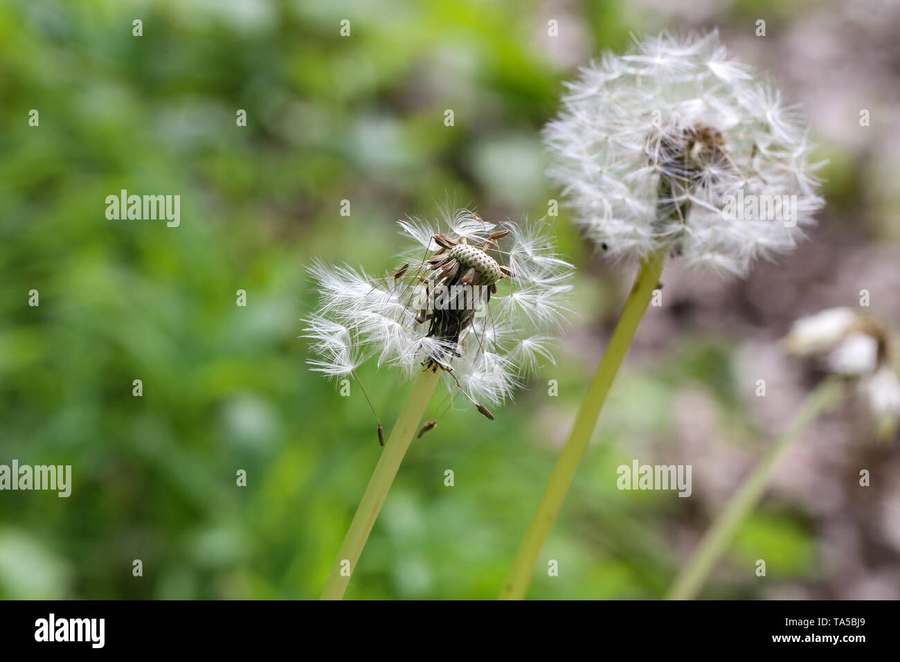 Bloomed dandelion in nature grows from green grass. Old dandelion ...