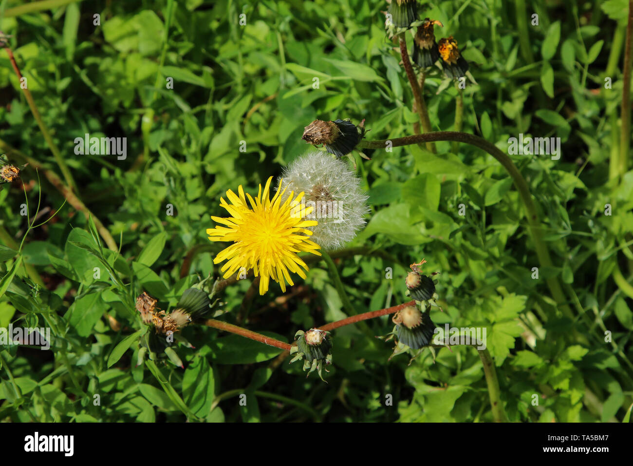 Bloomed dandelion in nature grows from green grass. Old dandelion ...