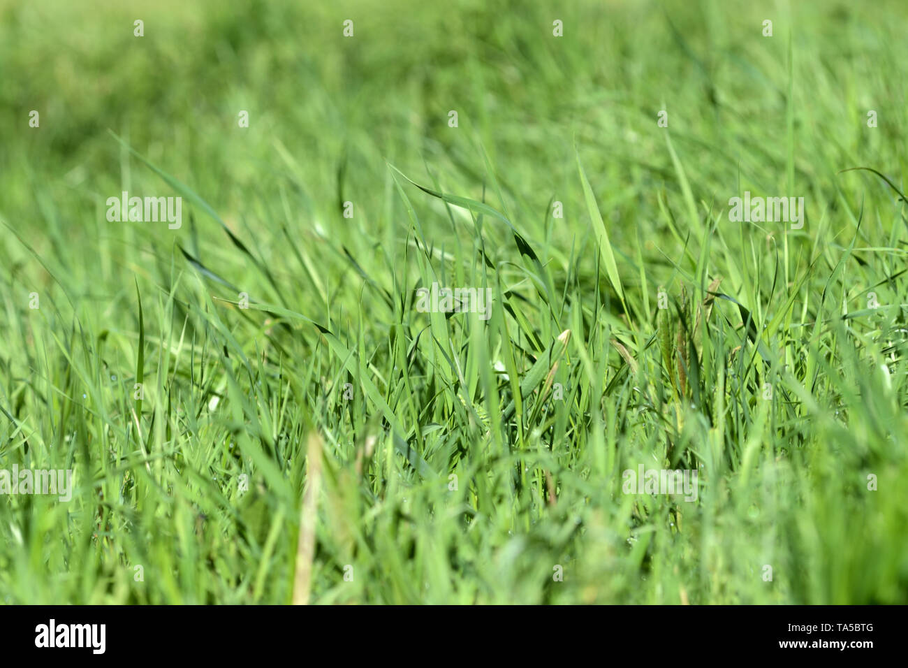 Lush green growth grass pasture hi-res stock photography and images - Alamy