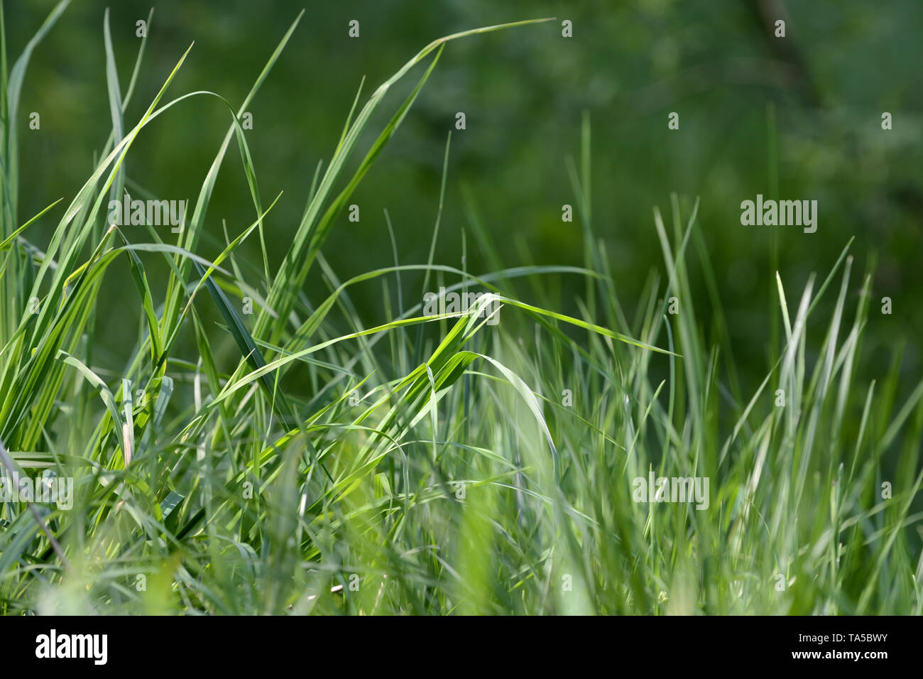 Grass field background hi-res stock photography and images - Alamy