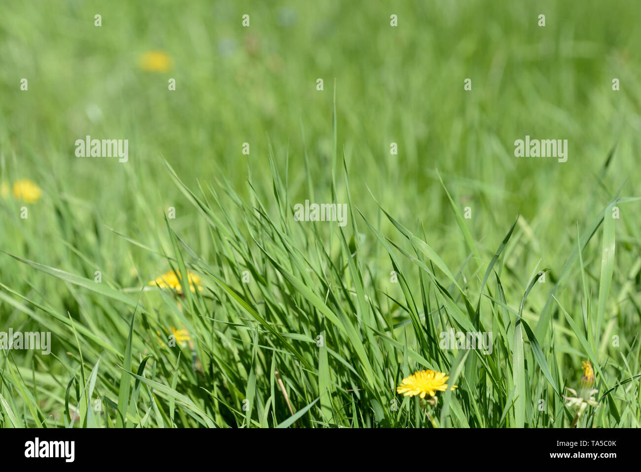 Lush green growth grass pasture hi-res stock photography and images - Alamy