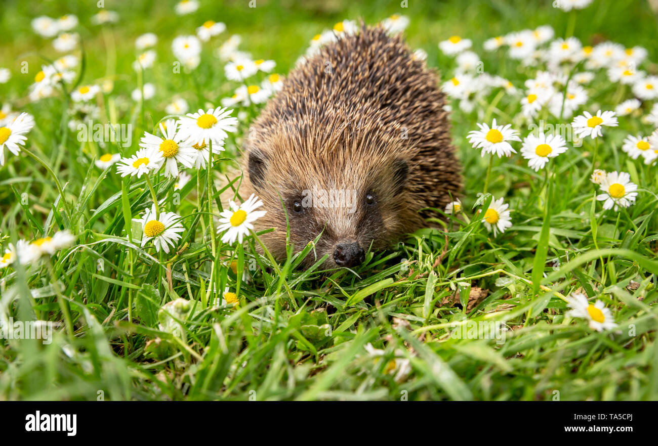 Hedgehog, (Scientific name: Erinaceus Europaeus) wild, native, European ...