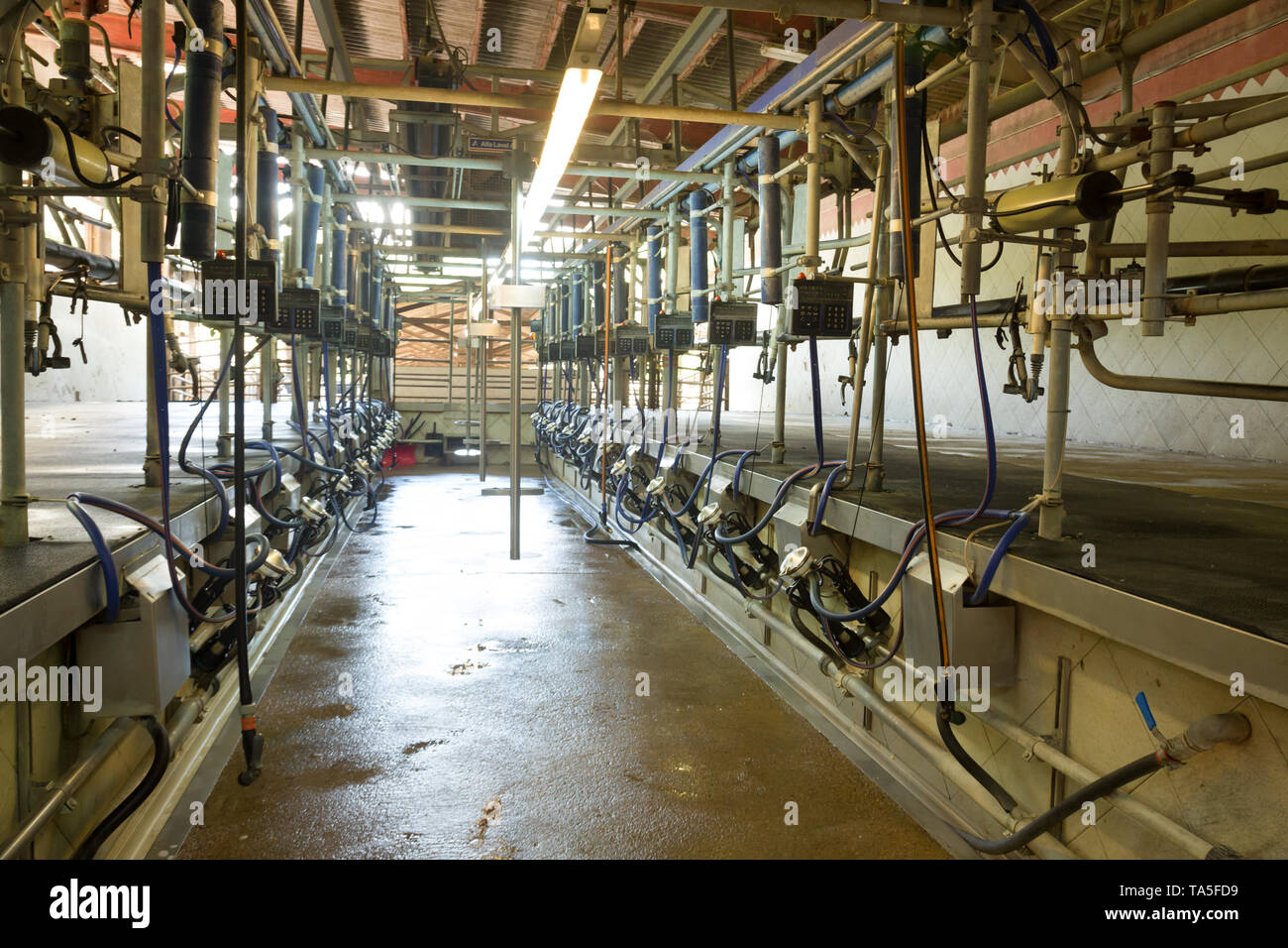 Automatic milking system for cows in dairy farm Stock Photo - Alamy