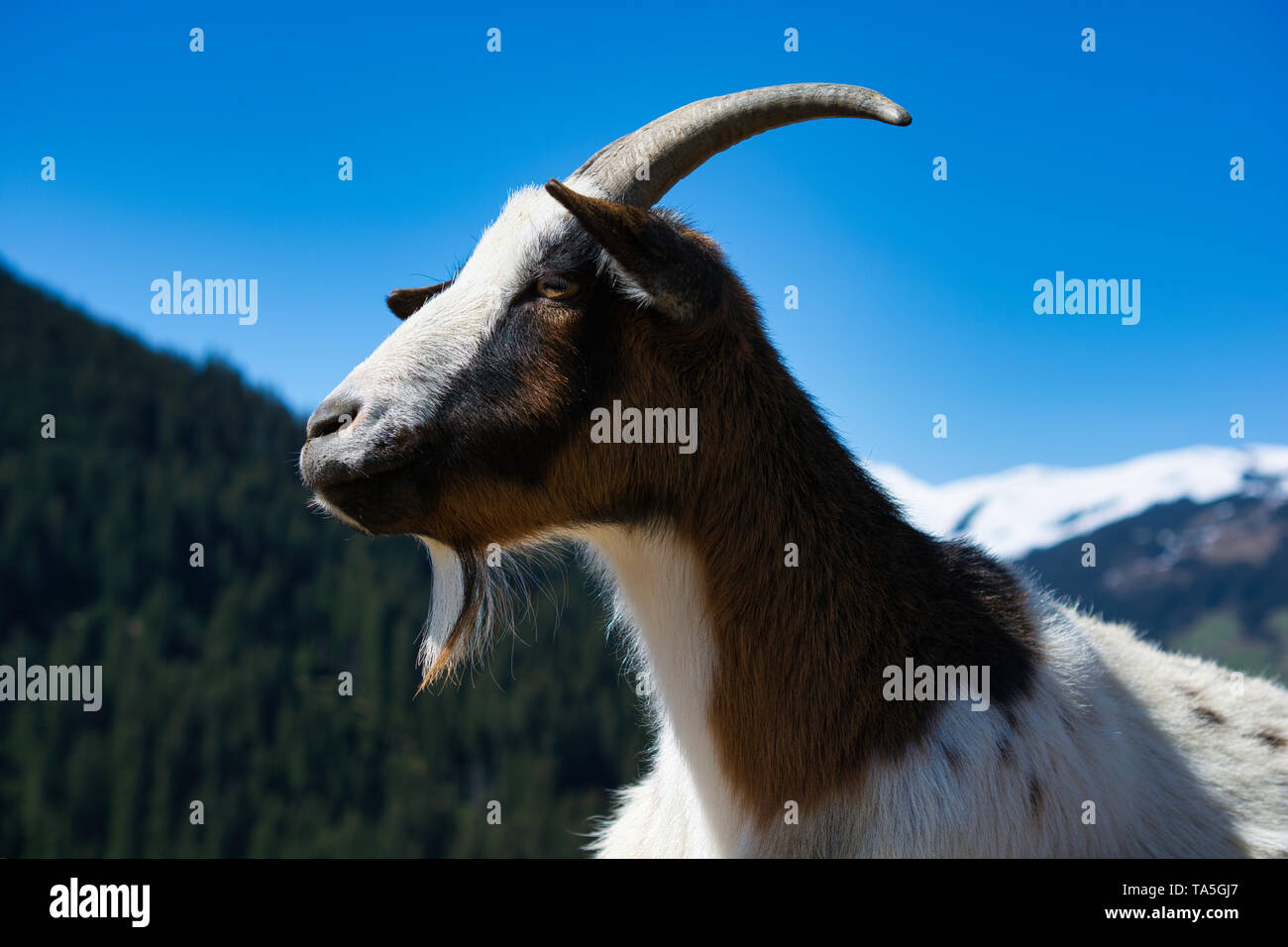 Alpine goat hi-res stock photography and images - Alamy