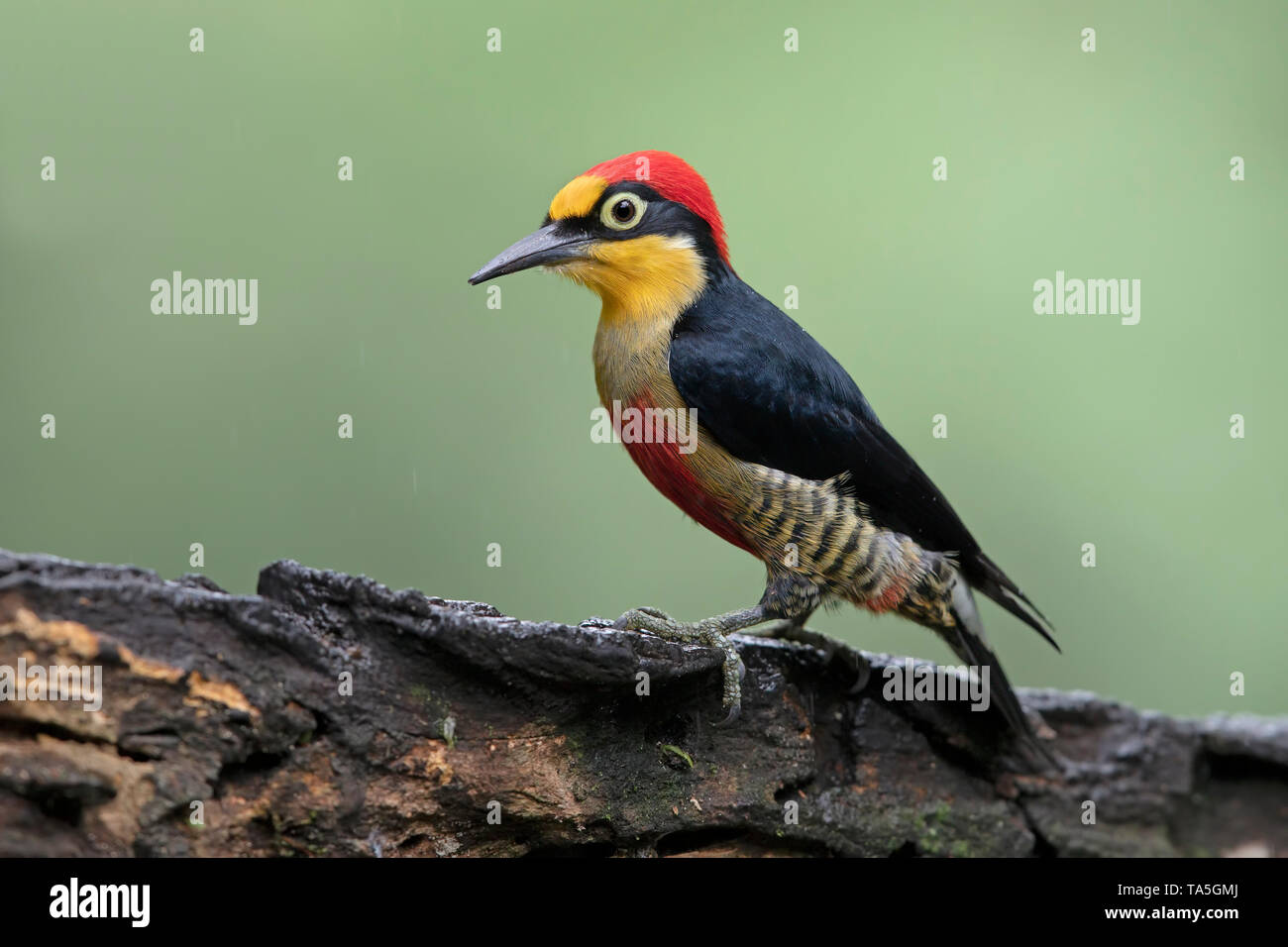 Yellow woodpecker brazil hi-res stock photography and images - Alamy