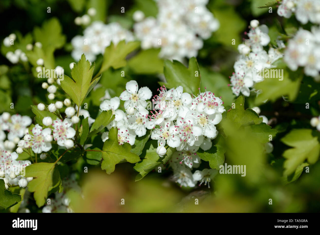 Hawthorn hedge hi-res stock photography and images - Alamy