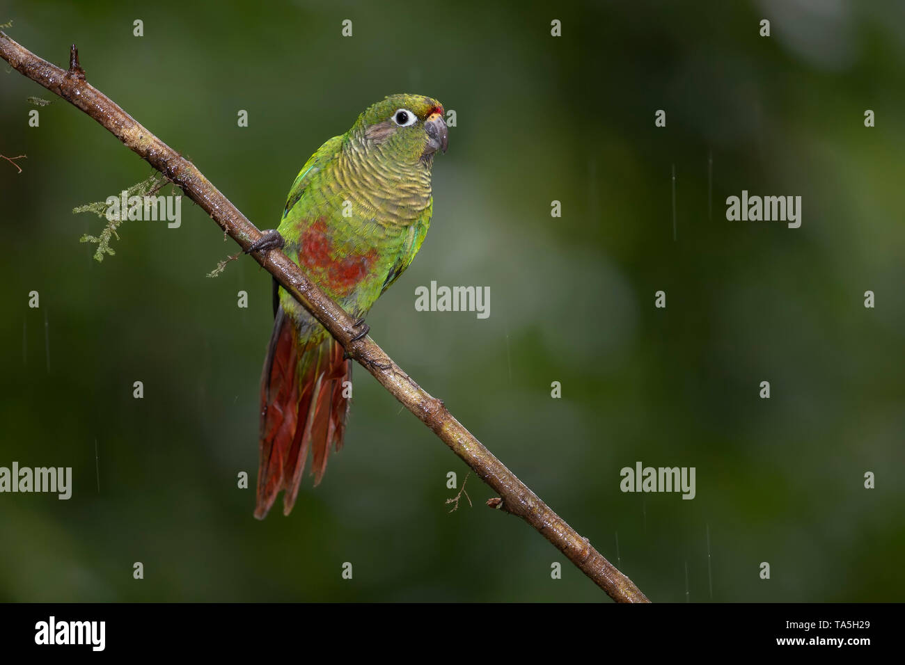 Maroon bellied parakeet pyrrhura frontalis hi-res stock photography and ...