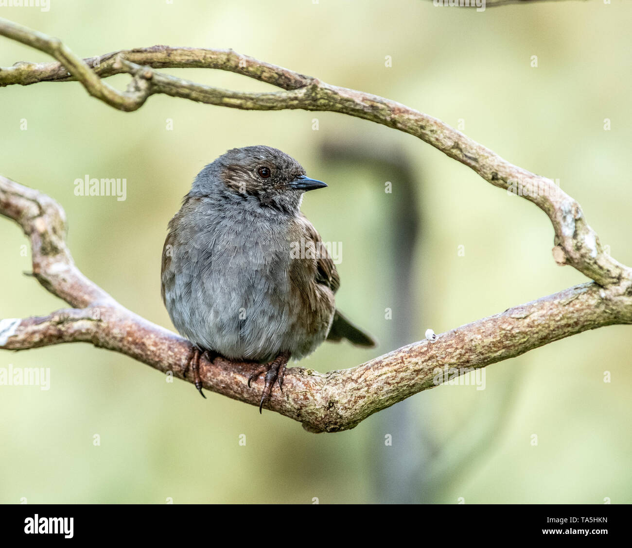Dead dunnock hi-res stock photography and images - Alamy