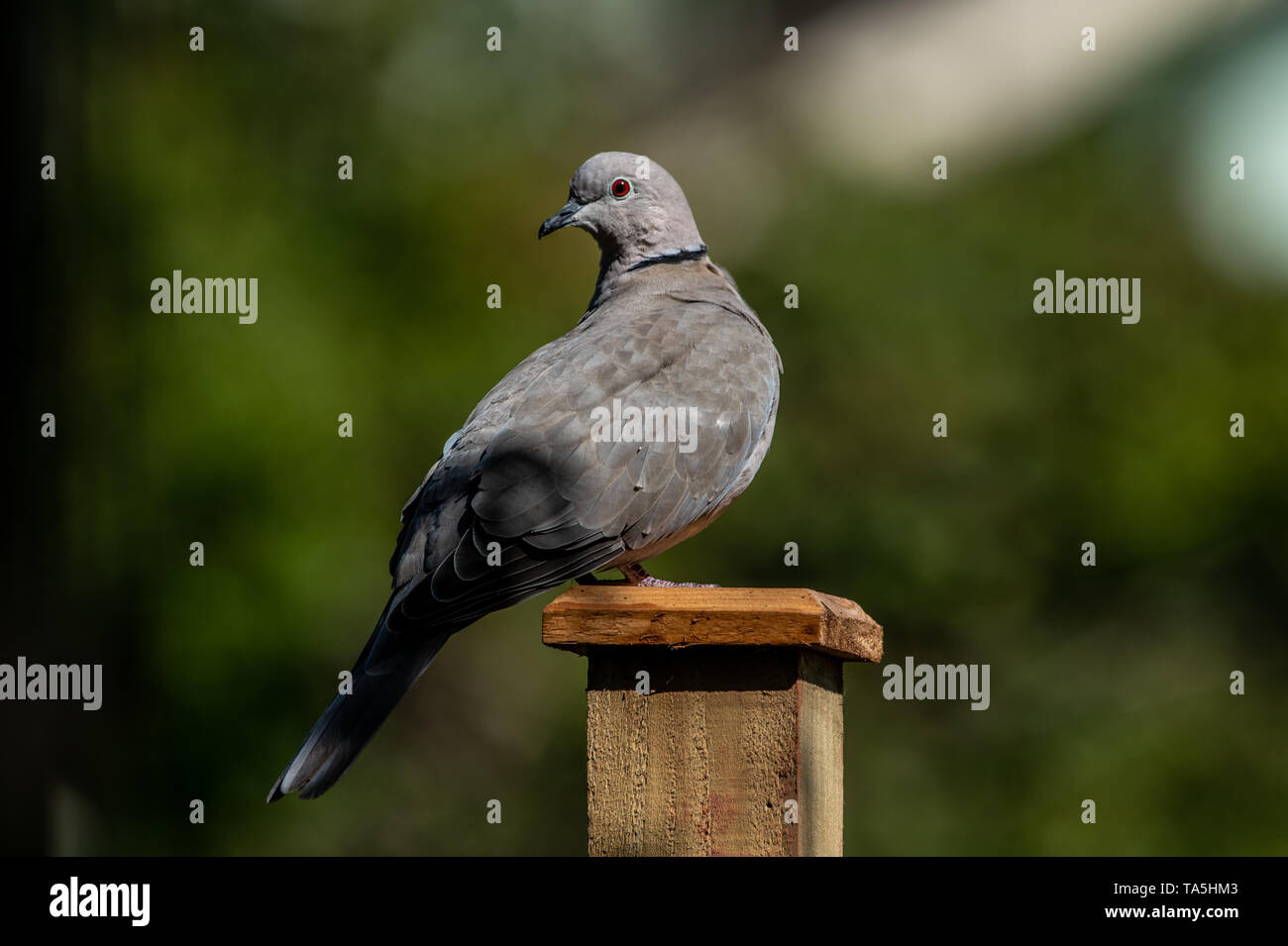 Mature dove hi-res stock photography and images - Alamy
