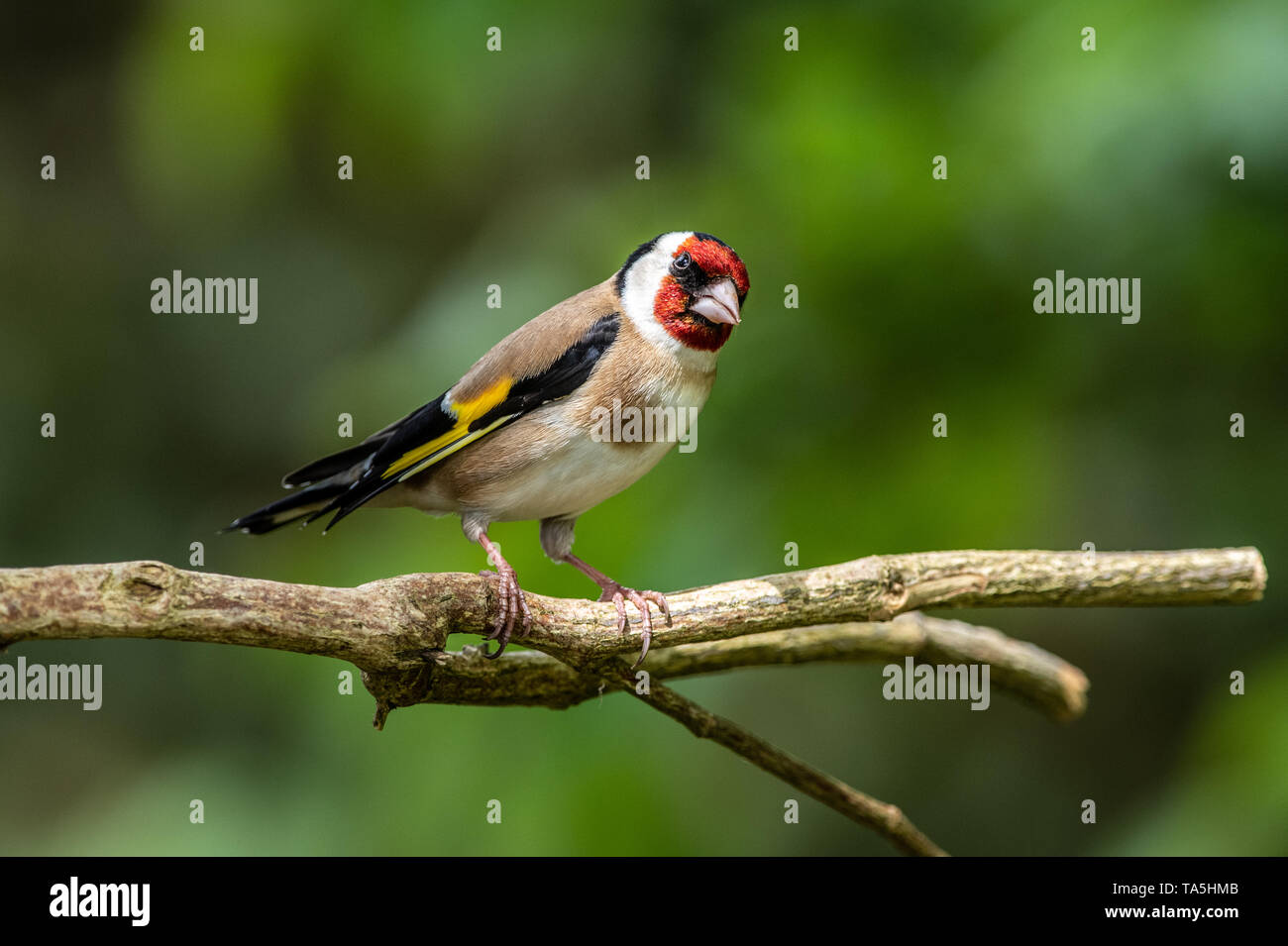 Goldfinch favourite hi-res stock photography and images - Alamy