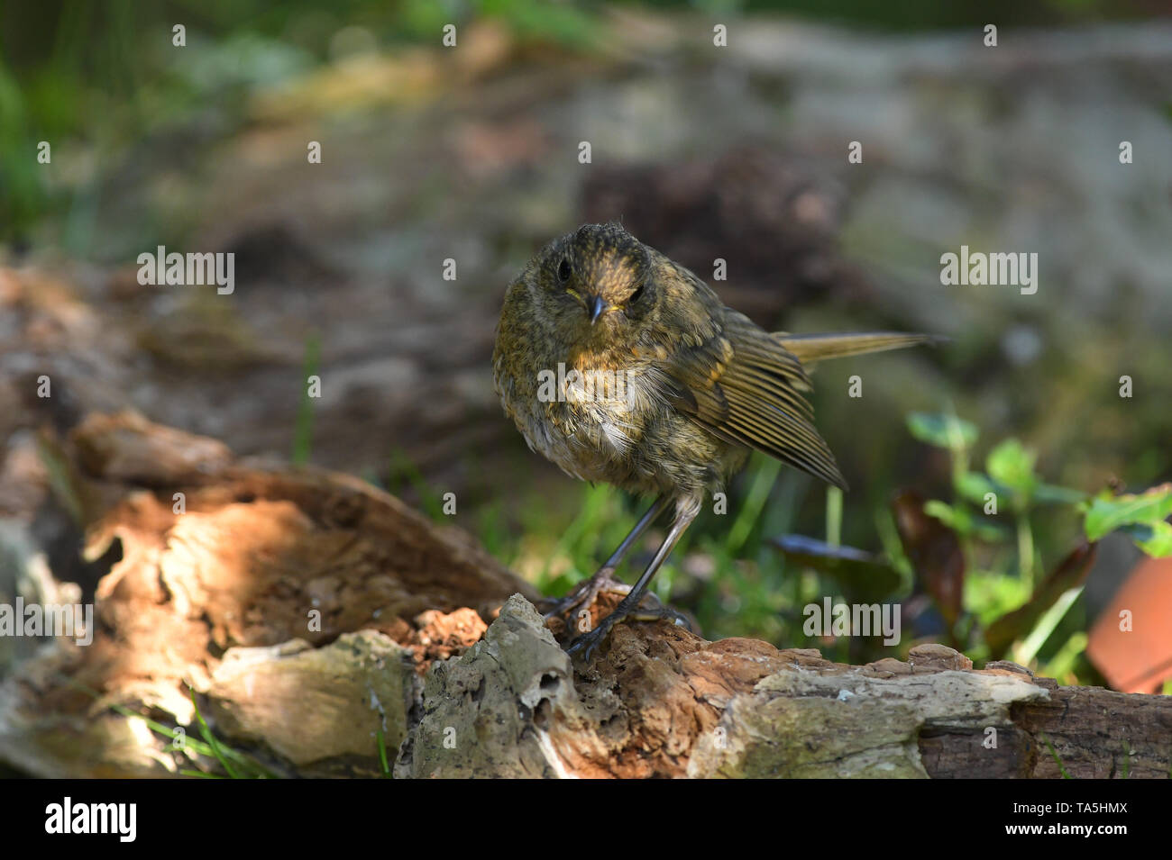 Robin with grubs hi-res stock photography and images - Alamy