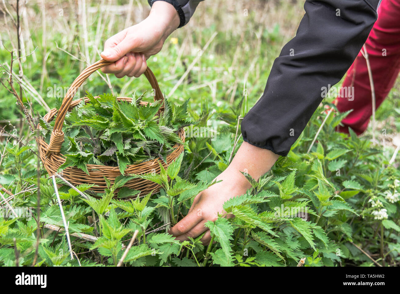 Nettles basket hi-res stock photography and images - Alamy