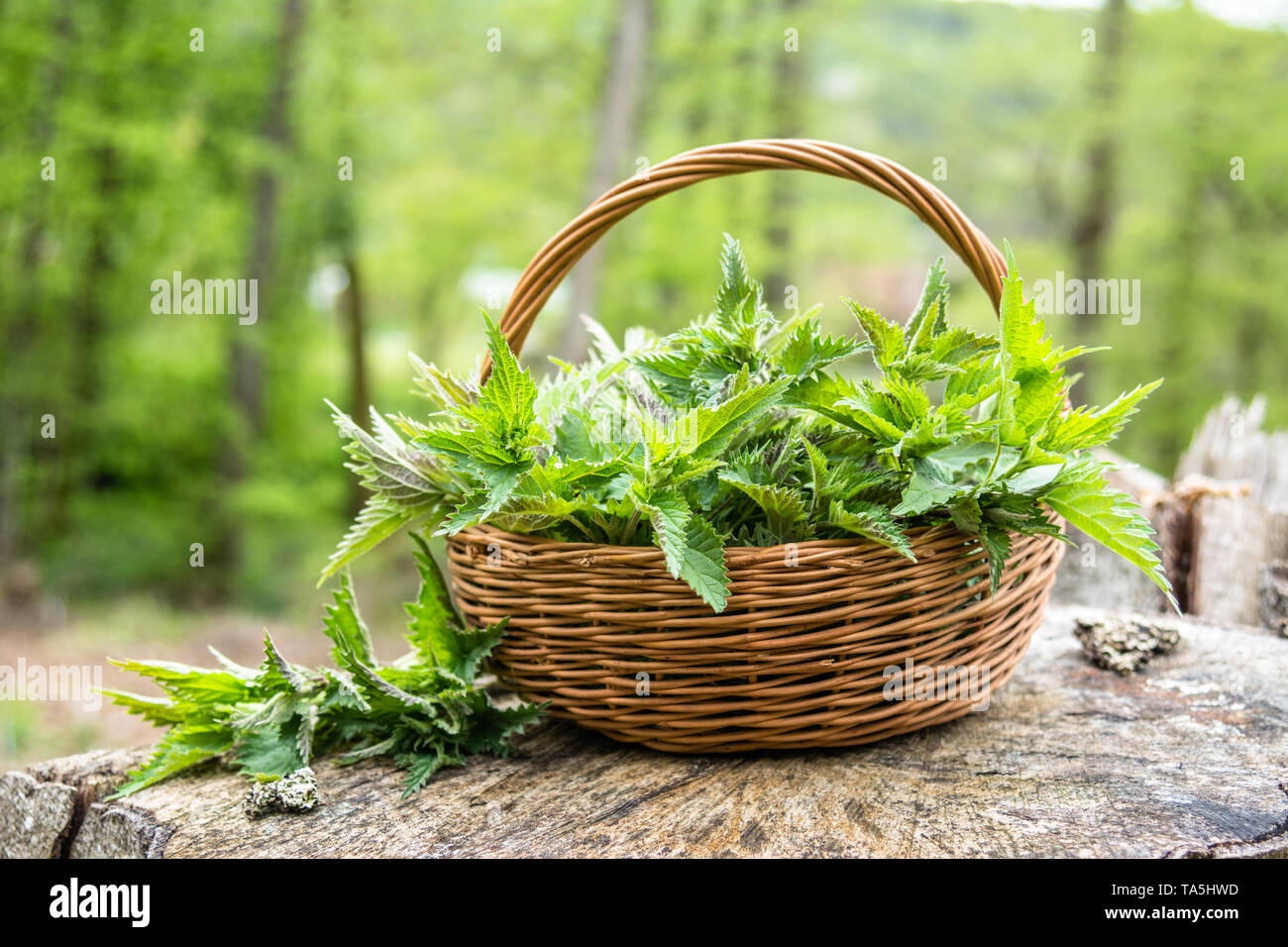 Common nettle harvest farmer hi-res stock photography and images - Alamy