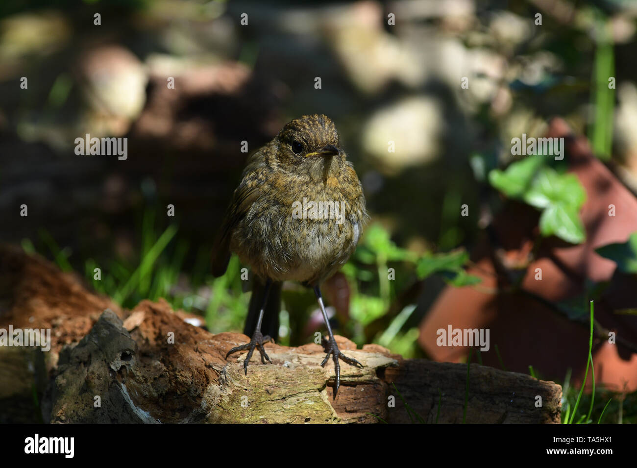 Robin with grubs hi-res stock photography and images - Alamy