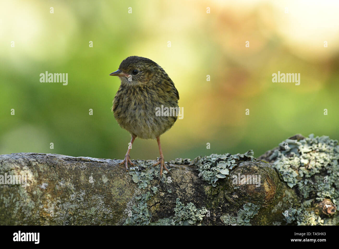 Baby dunnock hi-res stock photography and images - Alamy