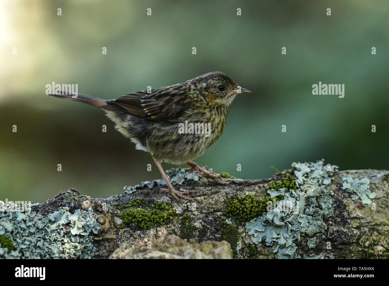 Baby dunnock hi-res stock photography and images - Alamy