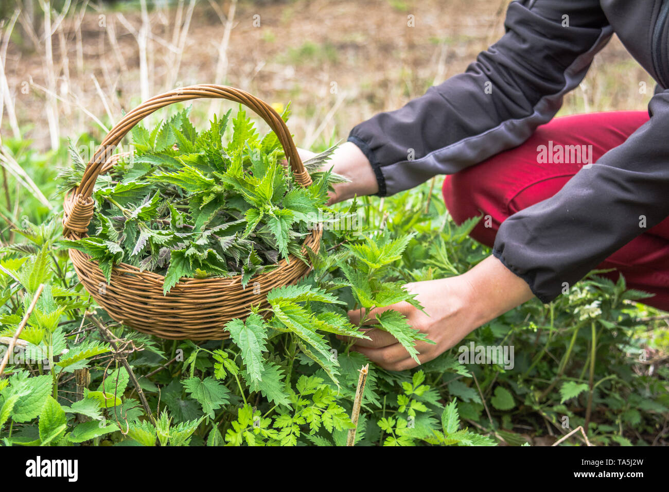 Common nettle harvest farmer hi-res stock photography and images - Alamy