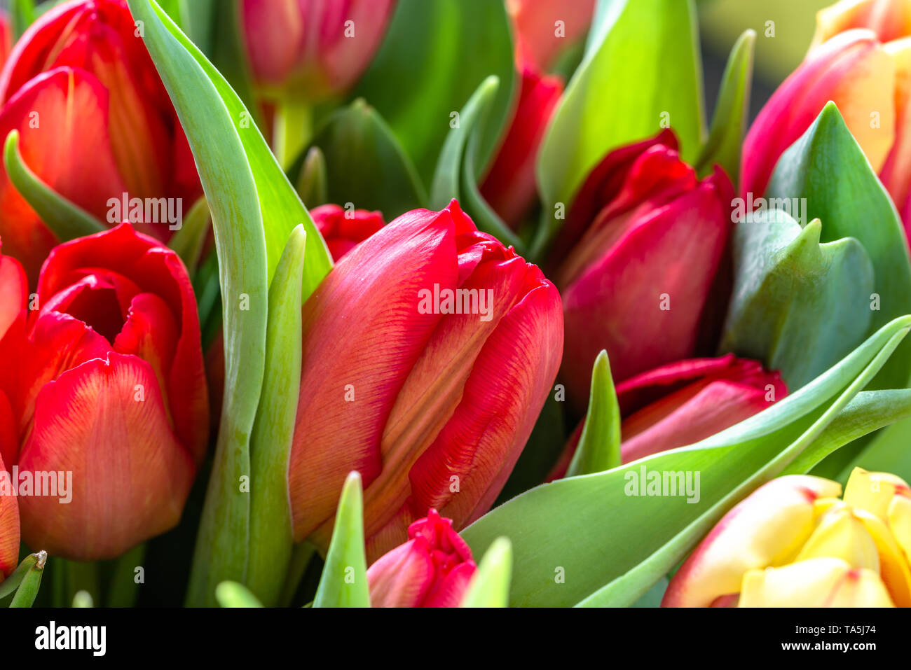 Flowering red tulips, spring background with flowers, macro Stock Photo ...