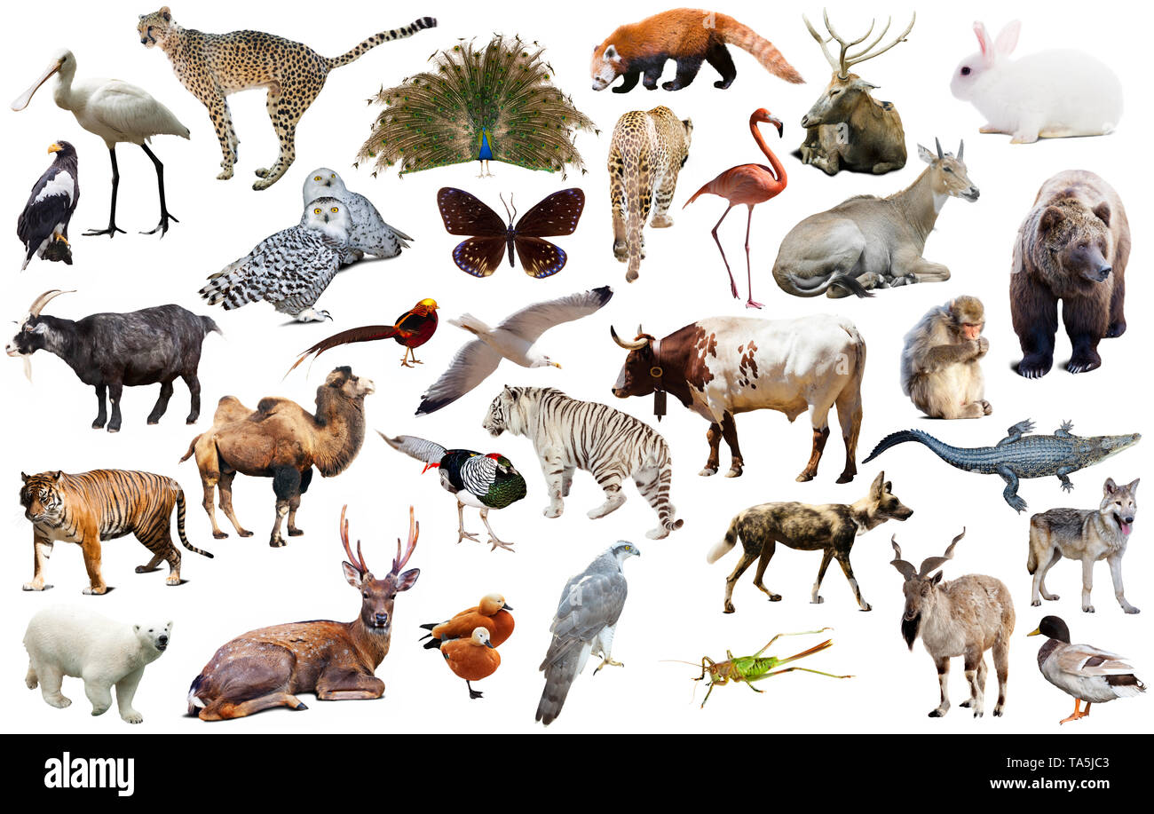 Set of various asian isolated wild animals including birds, mammals ...