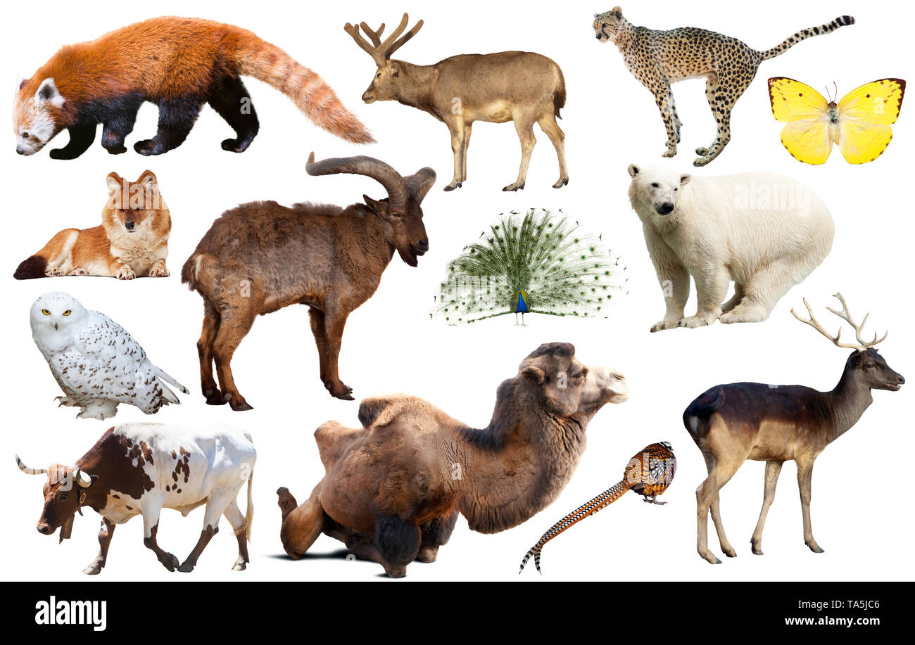Set of various asian isolated wild animals including birds, mammals ...