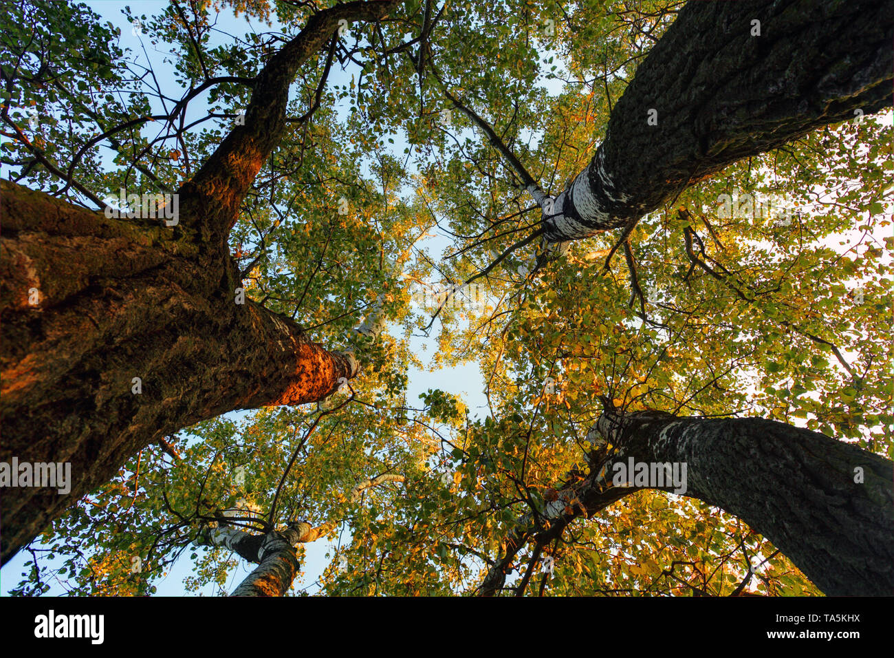 Below tree in forest at fall Stock Photo - Alamy