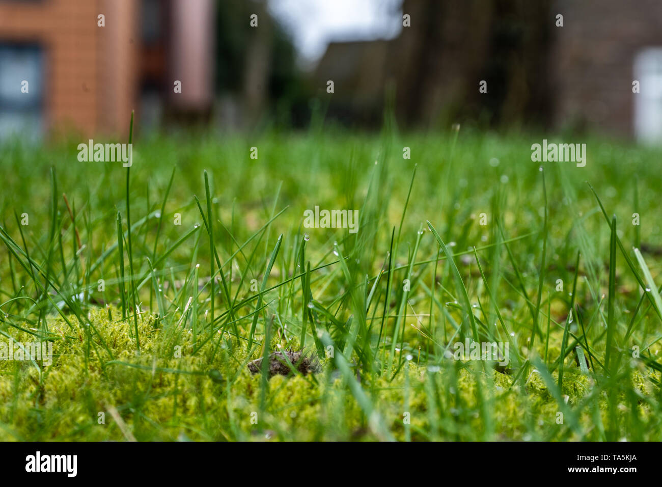 Green grass in garden with big house on backgound. Sweet home Stock ...