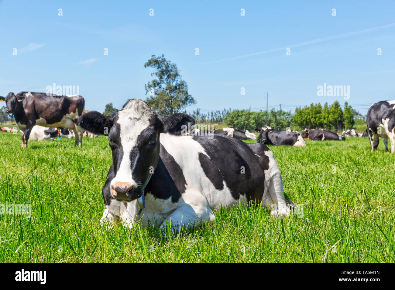 Domestic cattle holstein cow laying hi-res stock photography and images ...