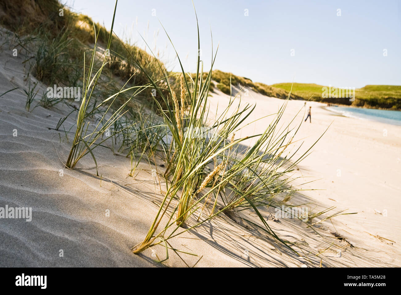 Spiggie Beach in Shetland Isles, North of Scotland UK Stock Photo - Alamy