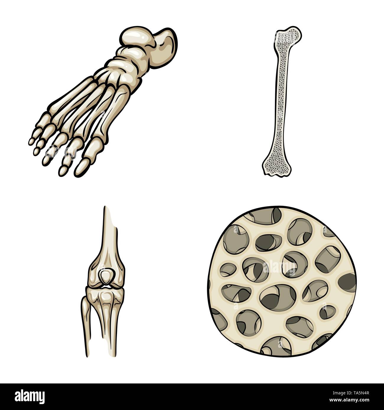 Vector design of bone and skeleton sign. Set of bone and human stock ...