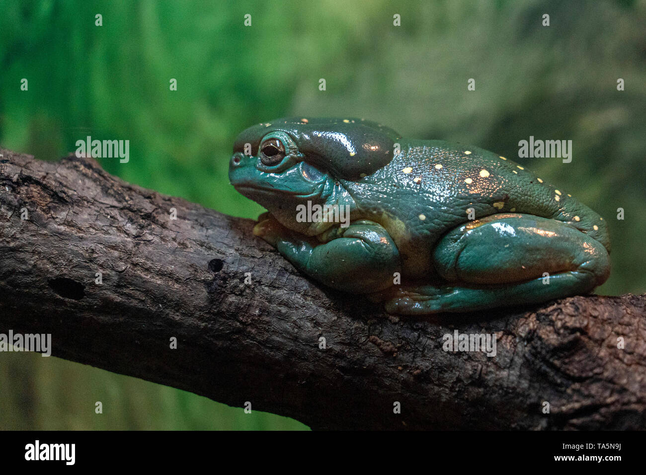 Splendid tree frog on a branch portrait Stock Photo - Alamy