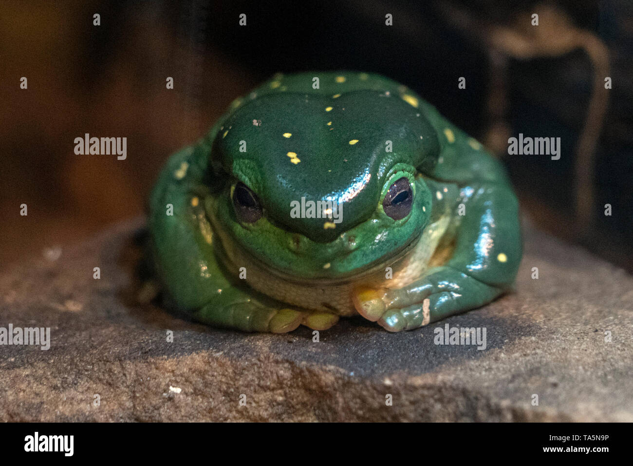 Splendid tree frog on a branch portrait Stock Photo - Alamy
