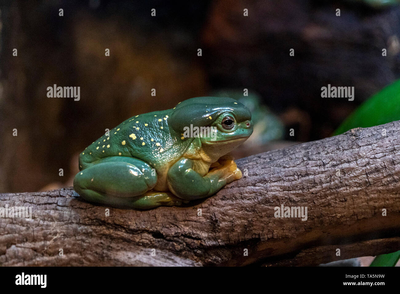 Splendid tree frog on a branch portrait Stock Photo - Alamy