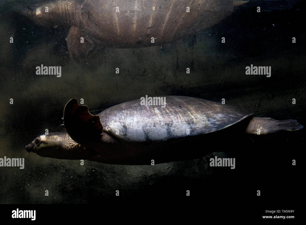 Pig nose turtle underwater close up portrait Stock Photo - Alamy