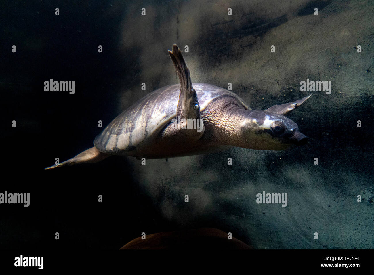 Pig nose turtle underwater close up portrait Stock Photo - Alamy