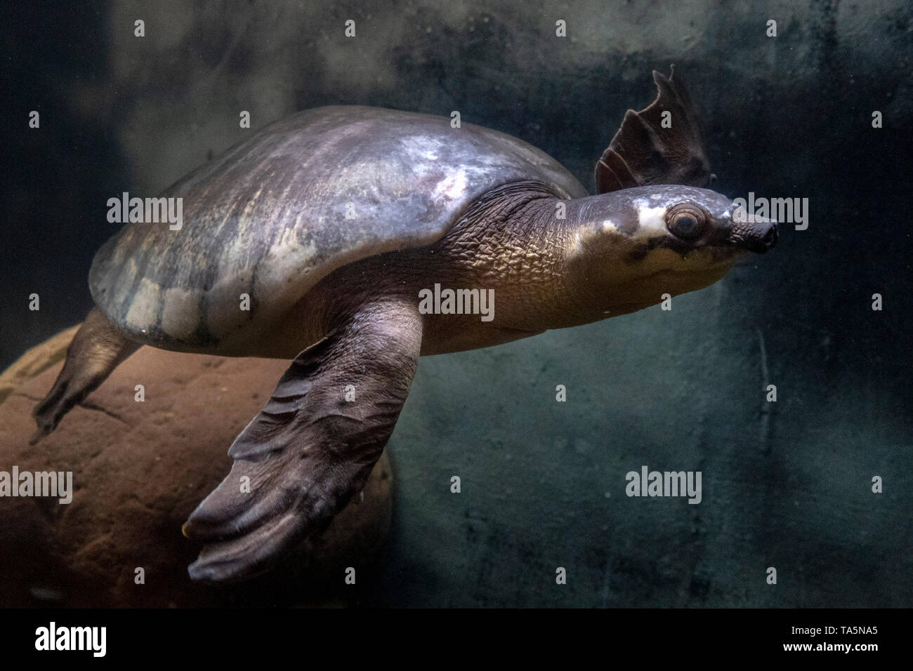 Pig nose turtle underwater close up portrait Stock Photo - Alamy