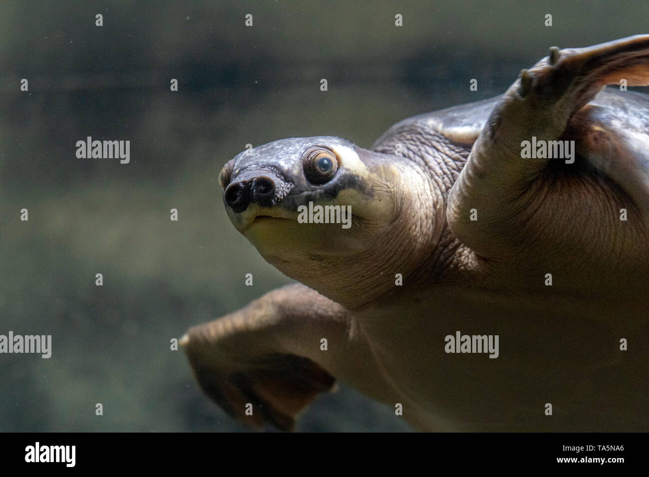 Pig nose turtle underwater close up portrait Stock Photo - Alamy