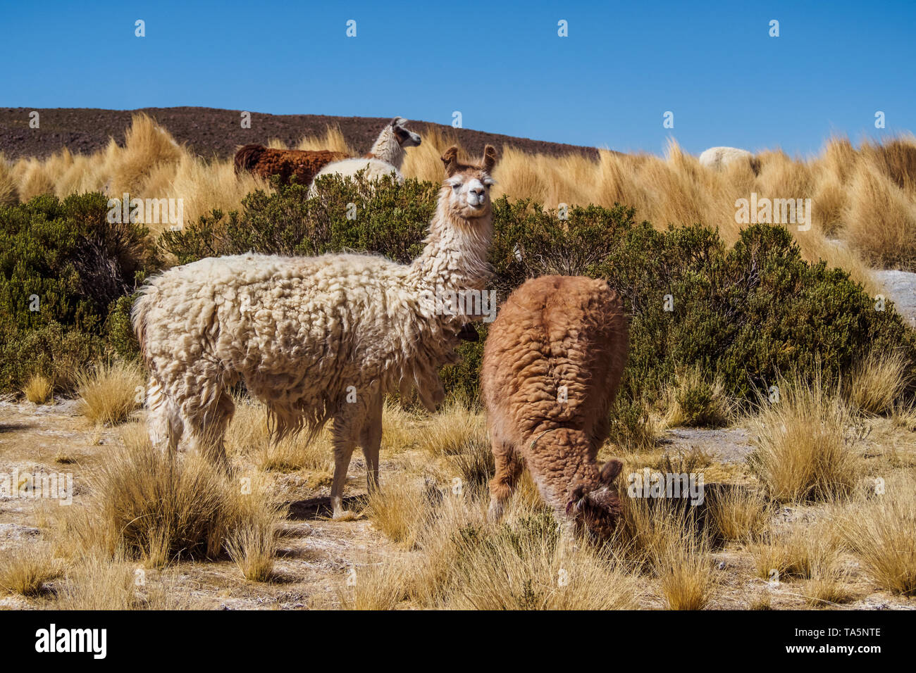 Group llamas grazing grass hi-res stock photography and images - Alamy