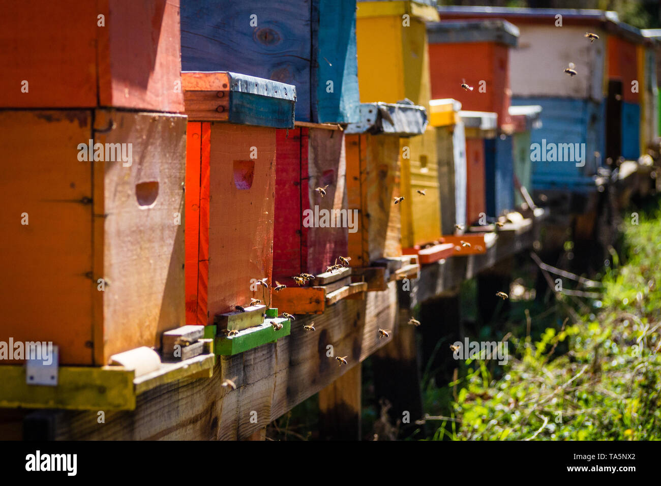 Different bee hives hi-res stock photography and images - Alamy