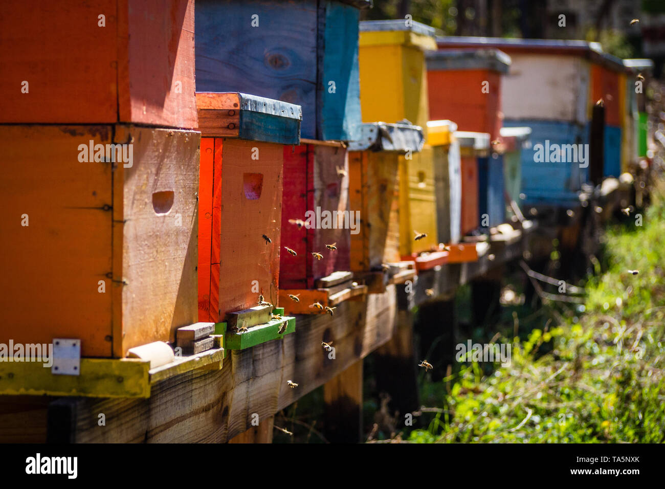 Different bee hives hi-res stock photography and images - Alamy