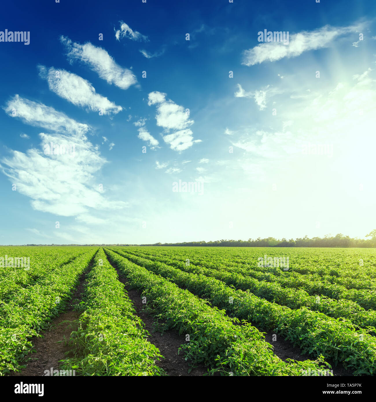 Sunset over potato field hi-res stock photography and images - Alamy