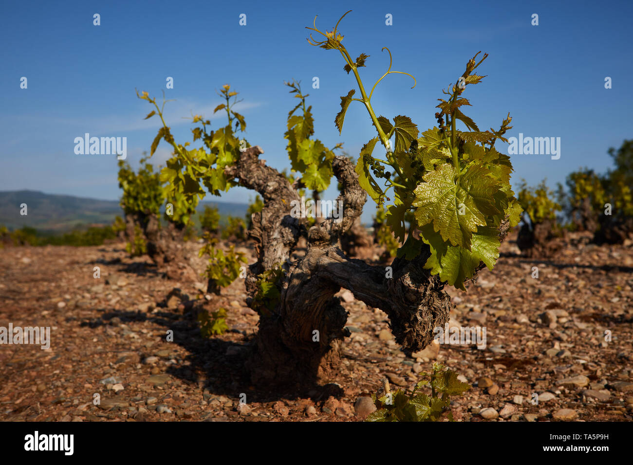 Garncha hi-res stock photography and images - Alamy