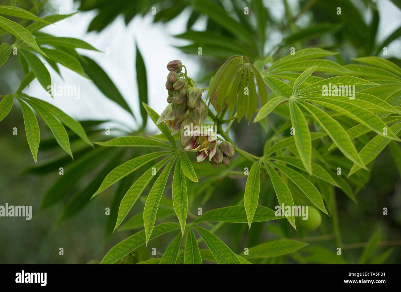 Manioc flower hi-res stock photography and images - Alamy