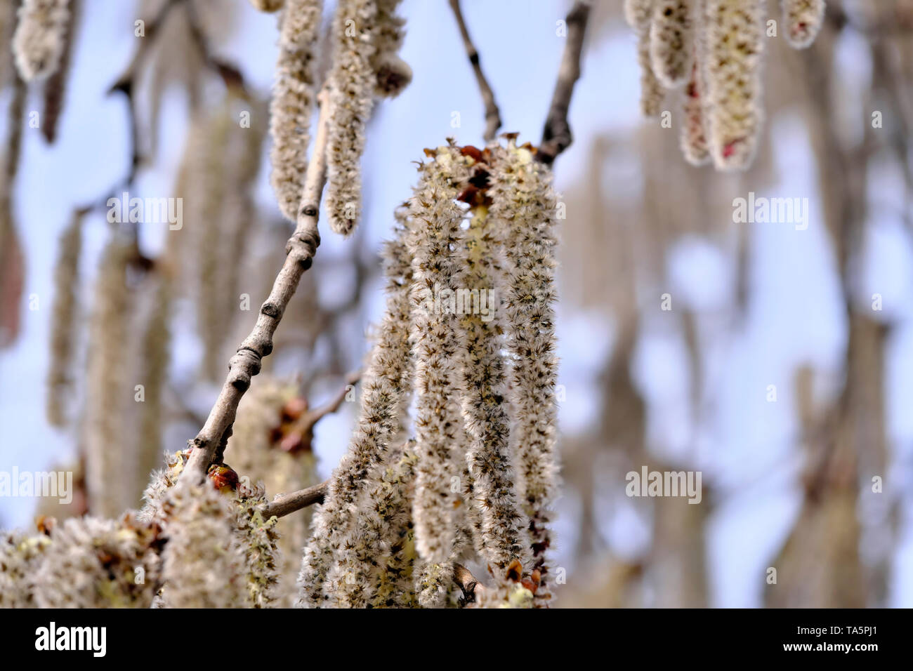 Male flowers of black alder deciduous trees of the birch family close ...